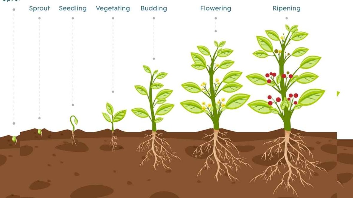 Growth and Development in Plants | News and UPSC Portal