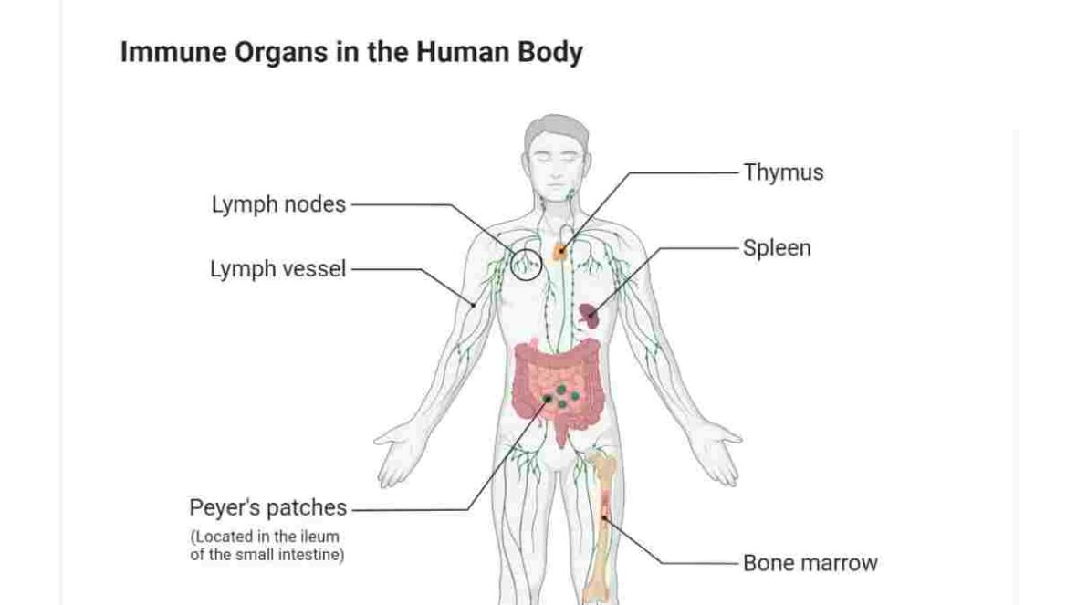 Defence Mechanisms in the Body | News and UPSC Portal